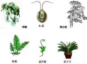 2012秋东莞期末 下列哪个是位于广东省的国家级自然保护区 A九寨沟自然保护区 B长白山自然保护区C鼎湖山自然保护区 D青海湖