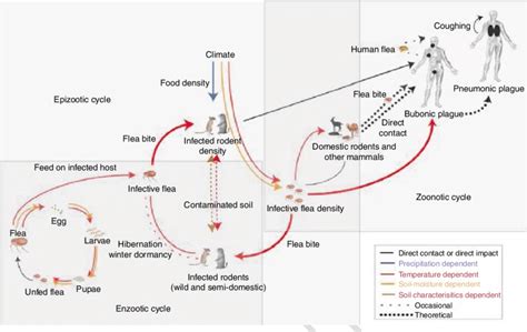 1 Schematic Of The Plague Cycle With Small Mammals As Hosts And Fleas