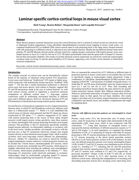Pdf Laminar Specific Cortico Cortical Loops In Mouse Visual Cortex