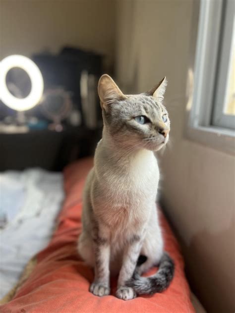 My Super Model Rcatpics