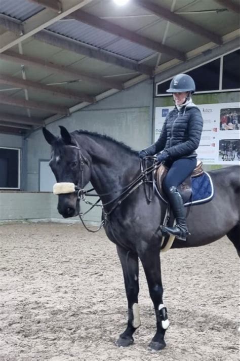 Pin Op Mes Enregistrements In 2024 Paarden Paardensport