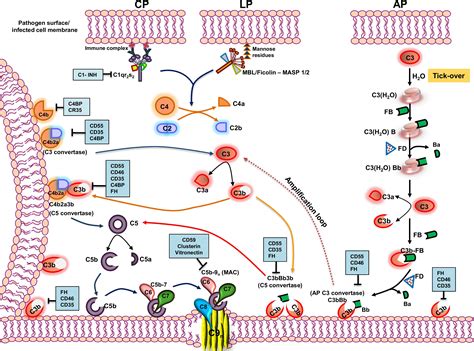 Frontiers In The Crosshairs Rna Viruses Or Complement