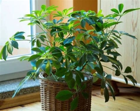 Cómo propagar cultivar Cheflera Schefflera y sus cuidados Eco
