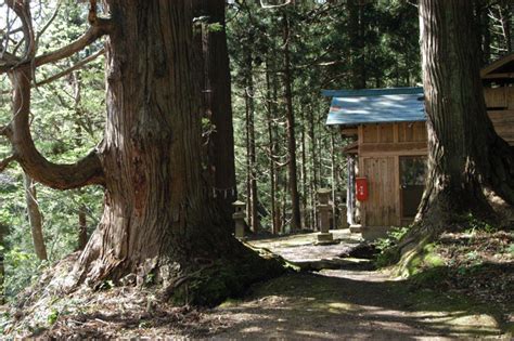温泉ゆぜん八幡神社夫婦杉
