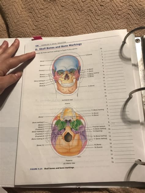 Solved D Skull Bones And Bone Markings Bormaning 2 Formen