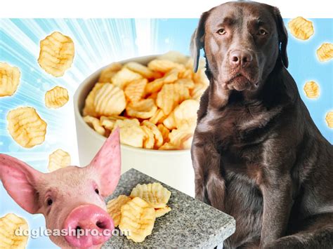 Can Dogs Eat Pork Rinds Chicharrones Crackling Pork Skins