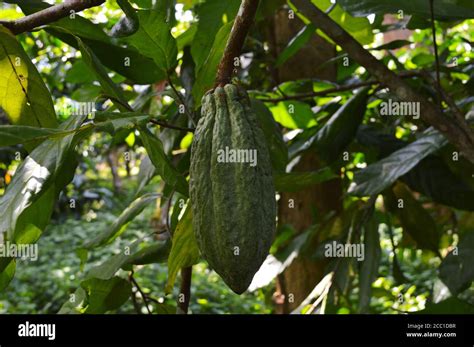 The Cocoa Bean Or Simply Cocoa Which Is Also Called The Cacao Bean Or