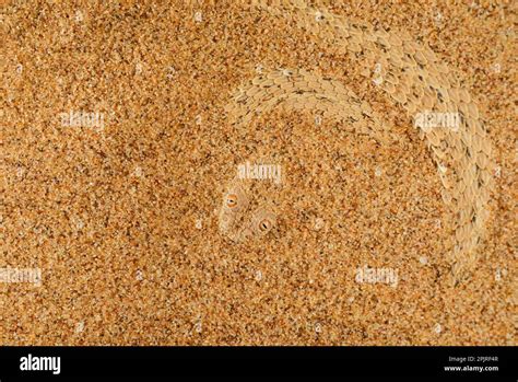 Peringueys Adder Adult Buried Under Sand In Desert Namib Desert