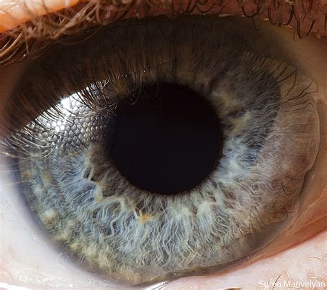 Macro Photography Human Eye