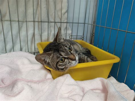 認養寵物 混種貓 編號343581新北市板橋區公立動物之家 我愛毛小孩