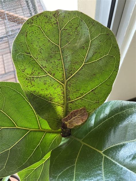 Whats Wrong With My Fiddle Leaf Fig Tree Rhouseplants