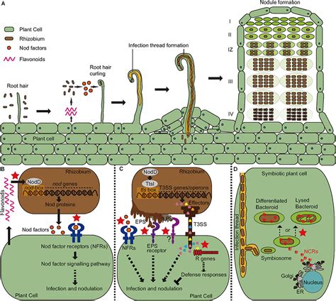 Rhizobium Bacteria Diagram