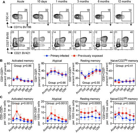 Cd11c B Cell Subset Kinetics In Primary Infected And Previously Exposed