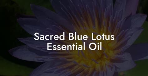 How To Use Blue Lotus Oil Pure Blue Lotus Oil