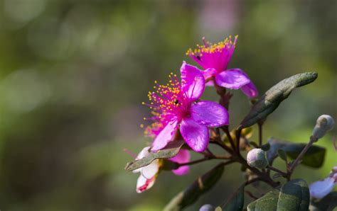 稔子花 花卉 植物花草 摄影 汇图网www huitu