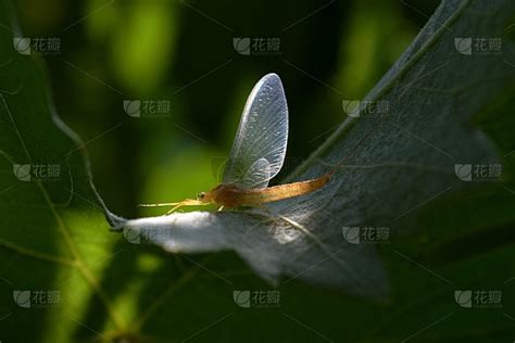 绿叶上的一只小甲虫
