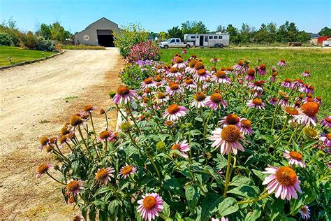 Create A Horse Property Pollinator Hedgerow The Horse