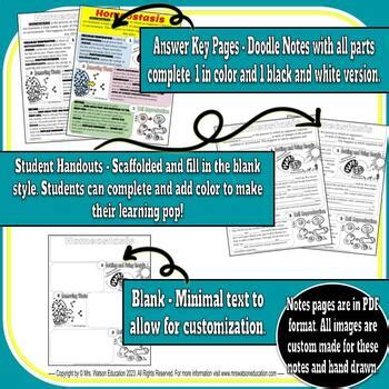 Cellular Homeostasis Doodle Style Notes With Slides INB Digital INB