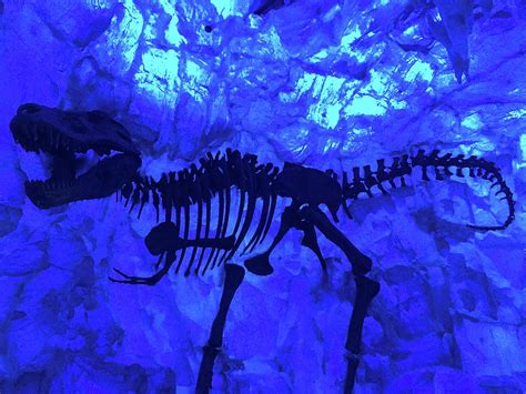Real Fossils In Ice