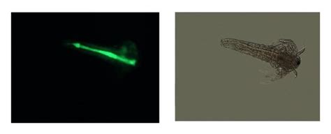 Binding Of Fitc Labeled Lectins To Artemia Nauplii Detected By