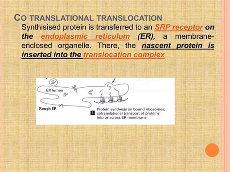 Protein Sorting And Targeting Pptx