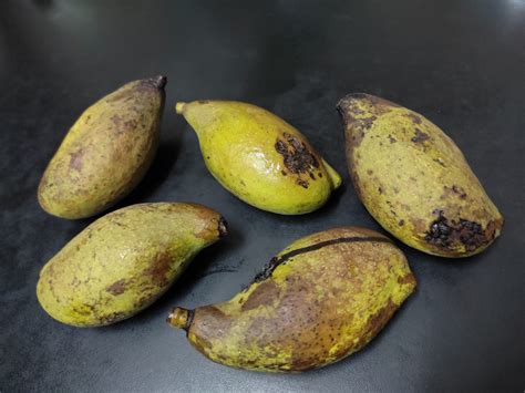 Namakucella Sambal Tumis Buah Macang Muda Dengan Ikan Bilis