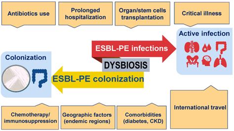 The Impact Of Covid 19 Pandemic On Esbl Producing Enterobacterales