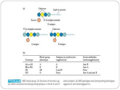 Hypersensitivity Types Pptx