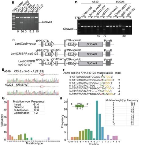 Dcas9 Krab Mrna Regulating System Downregulated G12s Transcription And