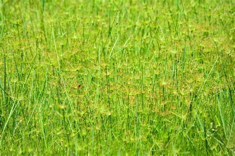 Premium Photo Full Frame Shot Of Grass On Field