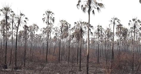Las Lluvias Extinguieron Finalmente Los Incendios Forestales Que