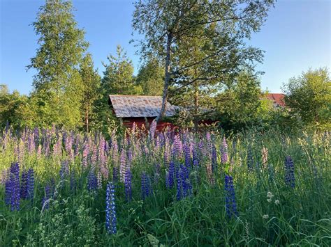 Becoming The Lupine Lady Boosting Advanced Doctoral Training In