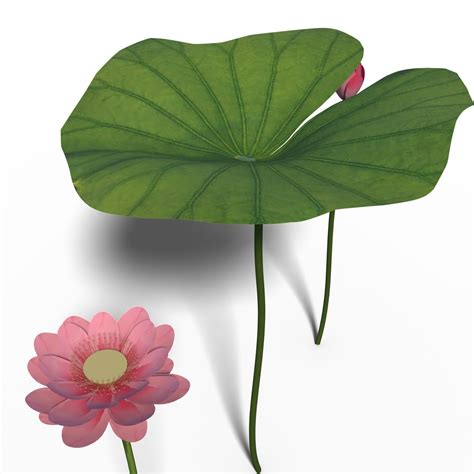 3d Lotus Lily Pad Model Turbosquid 2062960