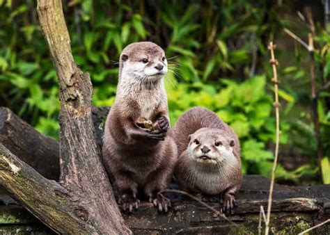 5 Mammals That Lay Eggs Guide To All Monotremes Everywhere Wild