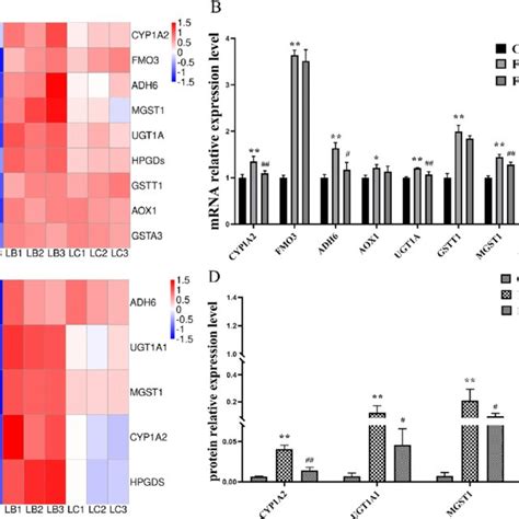 Validation Of Significant Differentially Expressed Genes And Proteins