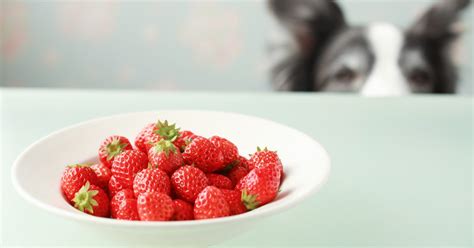 犬はいちごを食べても大丈夫？愛犬のために知っておきたい正しい与え方 犬を知る！犬と楽しむ！わんぱくライフ