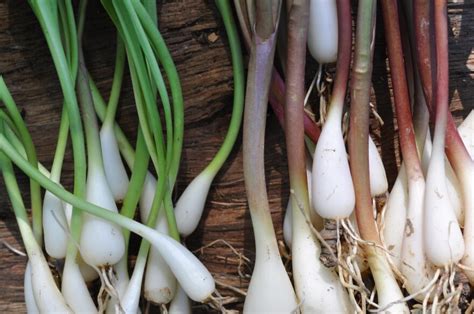 Allium Burdickii The Other Ramp West Virginia Public Broadcasting West Virginia Public