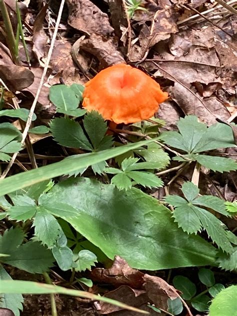 Wild Orange Forest Mushroom Free Stock Photo Public Domain Pictures