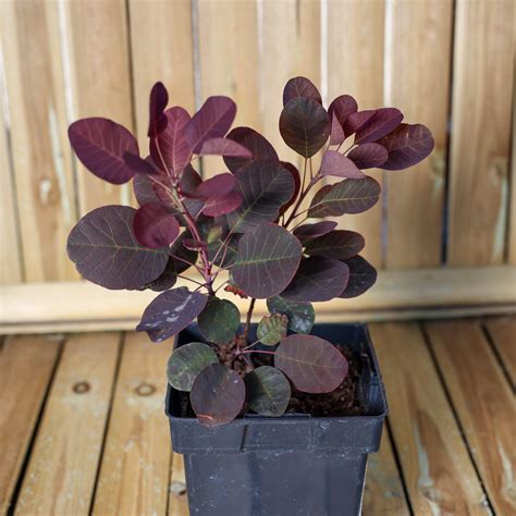 Cotinus Coggygria Royal Purple Scumpie Pominova Cluj Napoca