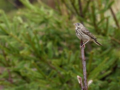 Tree Pipit Birdforum