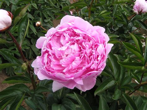 The Dolorodell Peony | Adelman Peony Gardens