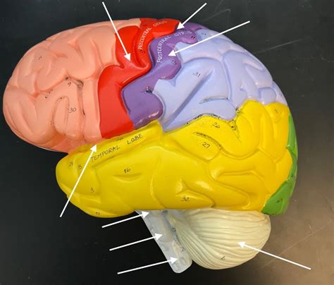 Brain Structures Part 1 Diagram Quizlet