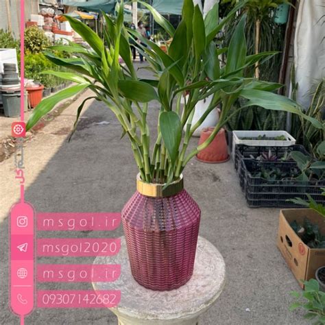 خرید بامبو لوتوس قیمت بامبو لوتوس ارسال سریع