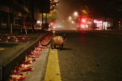 «cat Crossing The Road In A Foggy Night Del Colaborador De Stocksy