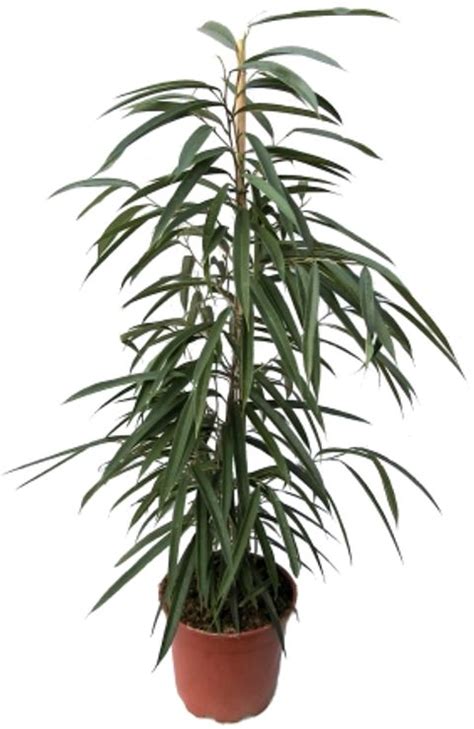 Ficus Binnendijkii Alii — Plant Wholesale Floraccess