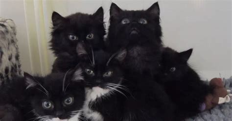 Five Kittens Dumped In A Bin Before Christmas Have Been Saved By