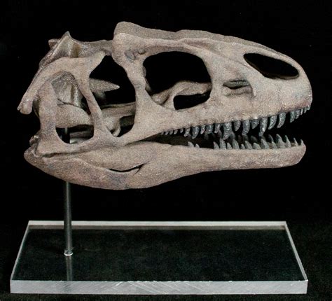 Replica Dinosaur Skulls