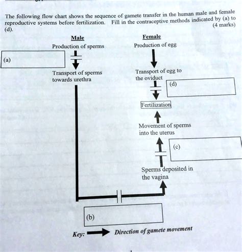 The Following Flow Chart Shows The Sequence Of Gamete Transfer In The Human Male And Female