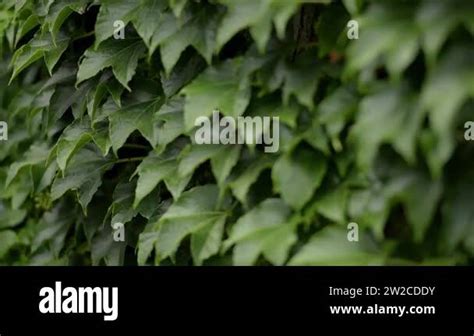 Green Leaf Wall Texture Stock Videos And Footage Hd And 4k Video Clips Alamy