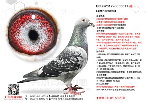 中信网铭鸽展厅 信鸽 赛鸽 种鸽 子代鸽 外籍鸽 赛绩鸽 公棚鸽